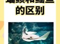鳐鱼怎么读_鳐鱼是什么鱼
