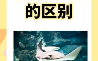 鳐鱼怎么读_鳐鱼是什么鱼