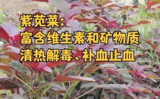 紫苋菜的营养价值_紫苋菜的功效与作用
