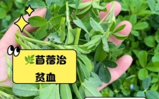 苜蓿草怎么吃_苜蓿草可以生吃吗