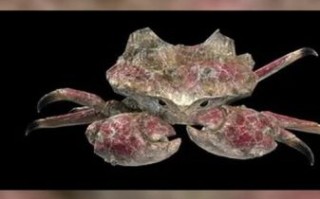 雪人蟹是什么_雪人蟹生活在哪