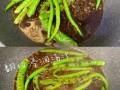 虎皮青椒用什么辣椒_二荆条还是螺丝椒