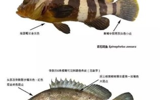 青斑鱼和石斑鱼区别_怎么分辨