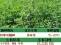 紫花苜蓿种植技术_紫花苜蓿营养价值