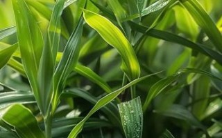 箬叶图片怎么拍_箬叶高清图哪里找