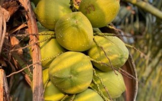 椰子图片大全_椰子品种有哪些