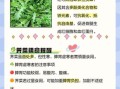 荠菜的功效与作用禁忌_哪些人不能吃荠菜