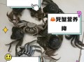 螃蟹半夜死了第二天吃可以吗_如何判断死蟹是否变质