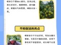 李子干怎么做_李子干晒多久才够甜