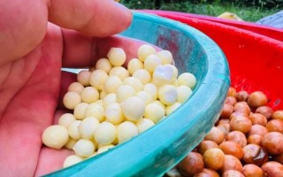 鸡头米怎么去壳_鸡头米去壳最简单的方法