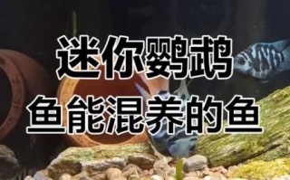 鹦鹉鱼混养最佳搭配图_鹦鹉鱼能和什么鱼一起养