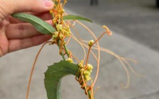 菟丝子图片大全大图_菟丝子长什么样