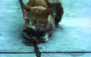 水煮活猫是真的吗_水煮活猫事件真相