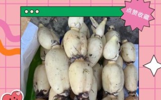 莲藕哪个部位最嫩_莲藕各部位口感区别