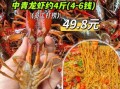 大龙虾多少钱一斤_2024年最新行情