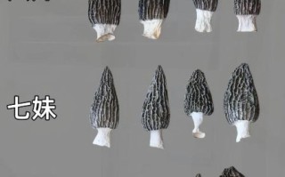 野生羊肚菌多少钱一斤_野生羊肚菌怎么辨别真假