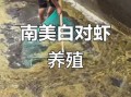 南美白对虾养殖骗局有哪些套路_如何避免养殖陷阱