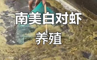 南美白对虾养殖骗局有哪些套路_如何避免养殖陷阱