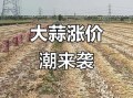 今日金乡大蒜最新价格_金乡大蒜价格走势