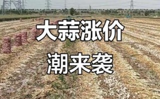 今日金乡大蒜最新价格_金乡大蒜价格走势