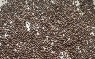 生松子多少钱一斤_生松子价格行情