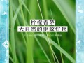 香茅驱蚊效果怎么样_香茅精油能驱哪些蚊虫