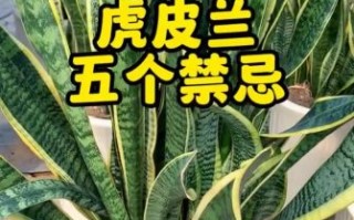 虎皮兰图片大全_虎皮兰怎么养