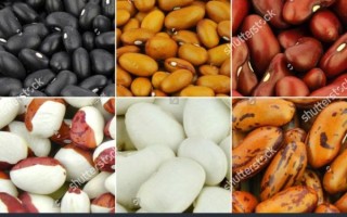 what_are_cocoa_beans_used_for_how_to_store_cocoa_beans