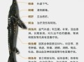 长江鲟鱼图片_如何分辨中华鲟与达氏鲟