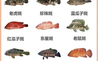 野生石斑鱼怎么分辨_野生石斑鱼图片辨别技巧