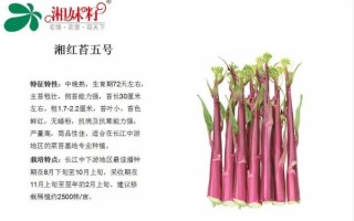 菜苔图片大全_如何区分红菜苔与白菜苔 菜苔图片大全_如何区分红菜苔与白菜苔