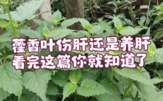 五香叶与藿香叶的区别_哪个更适合炖肉