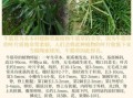 牛筋草副作用有哪些_牛筋草吃了会中毒吗