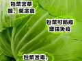 长期吃包菜的害处_包菜吃多了会伤胃吗