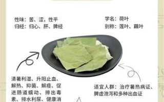 荷叶的功效与作用及用量_荷叶减肥一天喝多少克