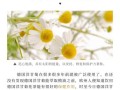 洋甘菊纯露的功效与作用_洋甘菊纯露怎么使用
