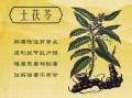 土茯苓的功效与作用_土茯苓能治疗什么病