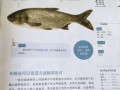 鲢鱼吃什么食物_鲢鱼饲料配方大全