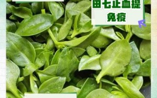 田七多少钱一斤_田七价格受哪些因素影响