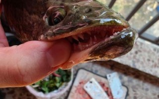 黑鱼图片大全_黑鱼高清图片怎么拍