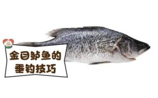 鲈鱼多少钱一斤_2021年鲈鱼市场价