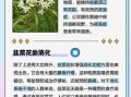 韭菜花的花苞能吃吗_韭菜花苞怎么做好吃