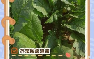 芥菜疙瘩的营养价值_芥菜疙瘩的功效与作用