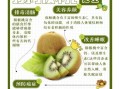 野生猕猴桃怎么吃_野生猕猴桃有什么功效