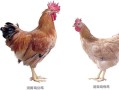 河田鸡图片_河田鸡长什么样