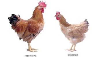 河田鸡图片_河田鸡长什么样