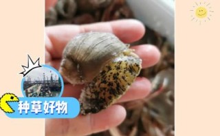 假鲍鱼怎么做_假鲍鱼口感如何