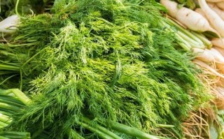 回香菜图片_回香菜长什么样