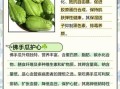 生吃佛手瓜有什么好处_生吃佛手瓜能减肥吗