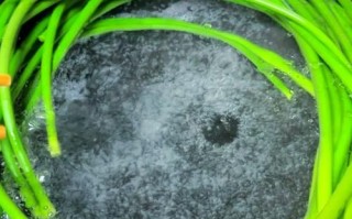 凉拌青蒜苗怎么做_青蒜苗凉拌需要焯水吗